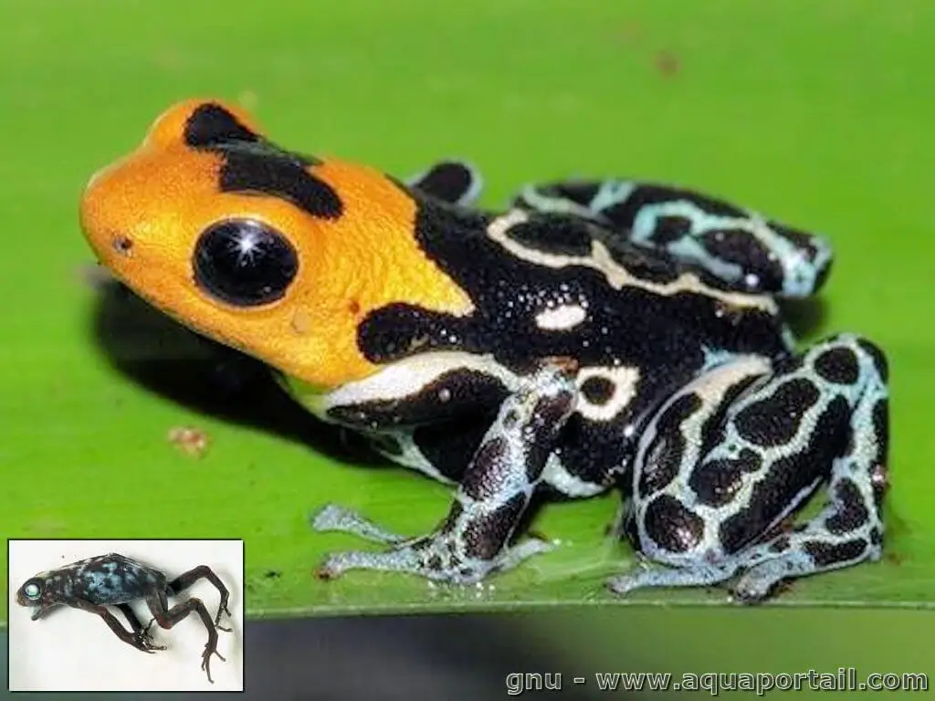 Dendrobates nubeculosus