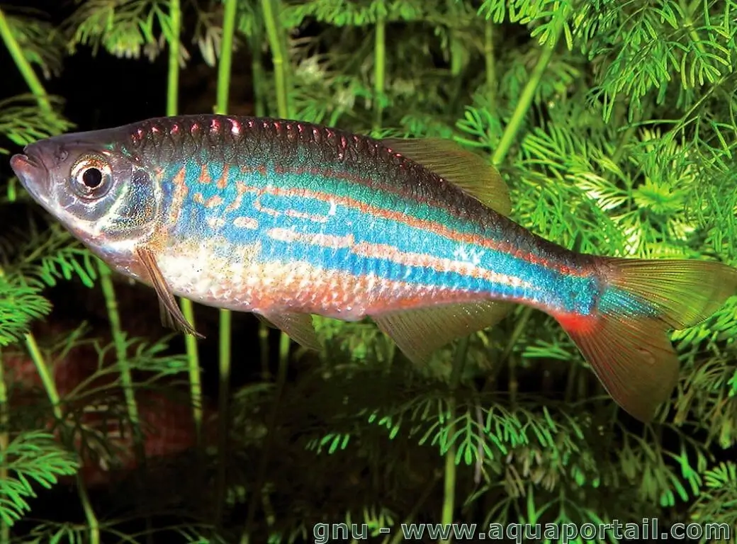 Devario malabaricus (Danio malabar) - AquaPortail