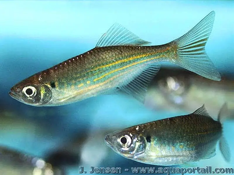 Devario malabaricus (danio malabar)