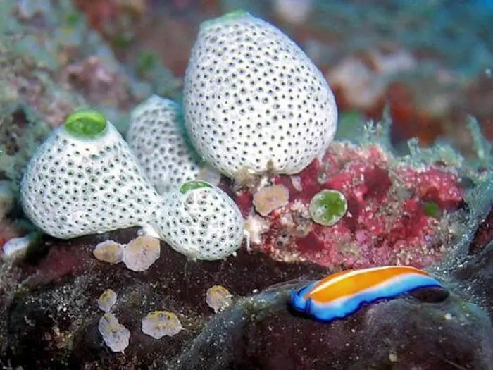 Didemnum molle (didemnide verte)