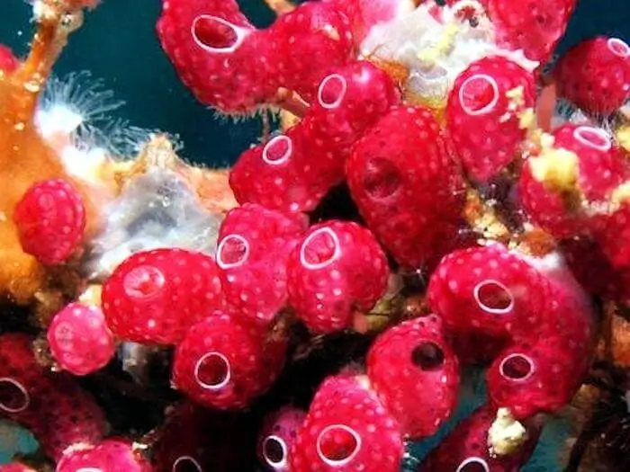 Didemnum moseleyi (didemnide rouge)