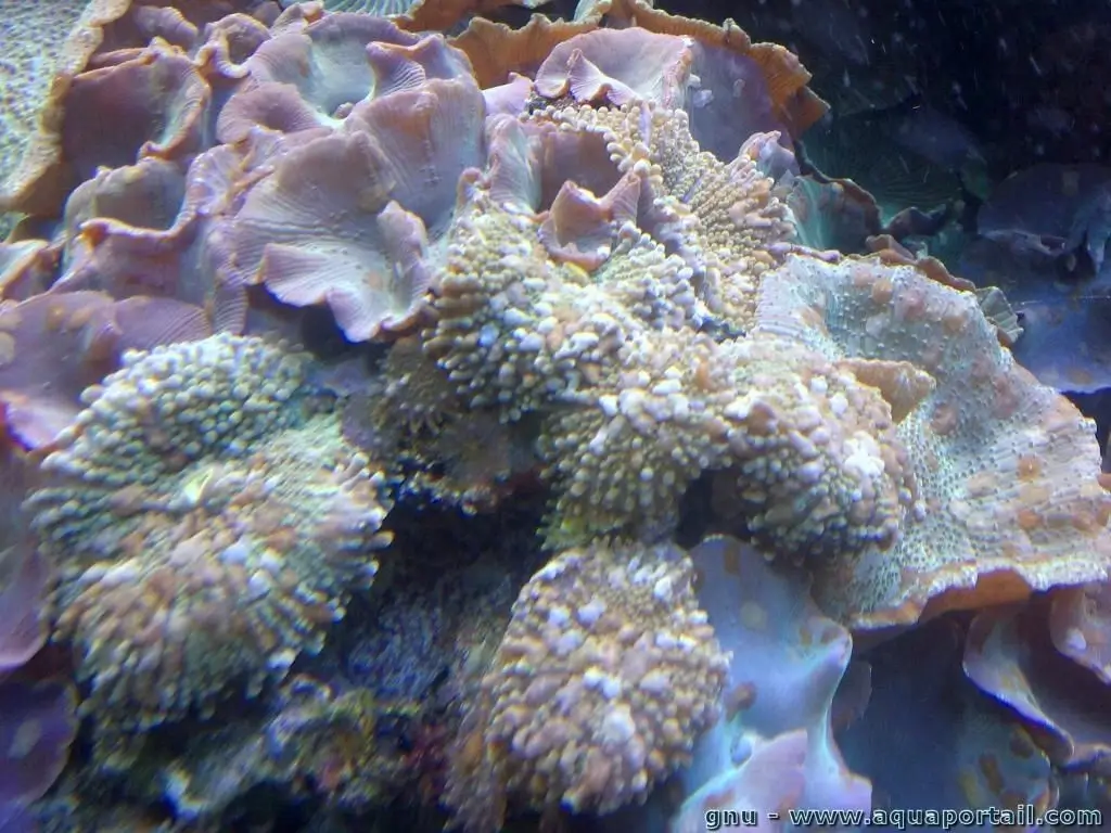 Discosoma nummiforme (anémone disque)