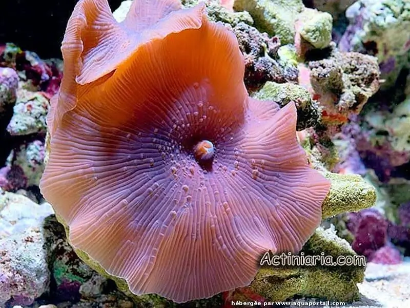 Discosoma nummiforme (Anémone disque) - AquaPortail