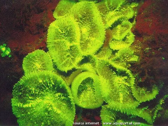 Discosoma nummiforme (anémone disque)