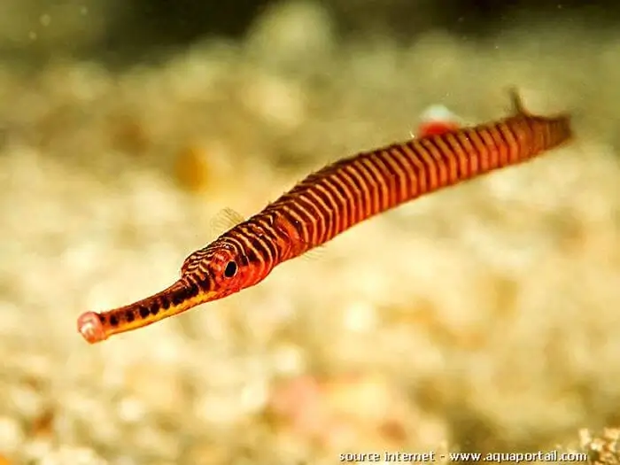 Doryrhamphus multiannulatus (syngnathe annelé)