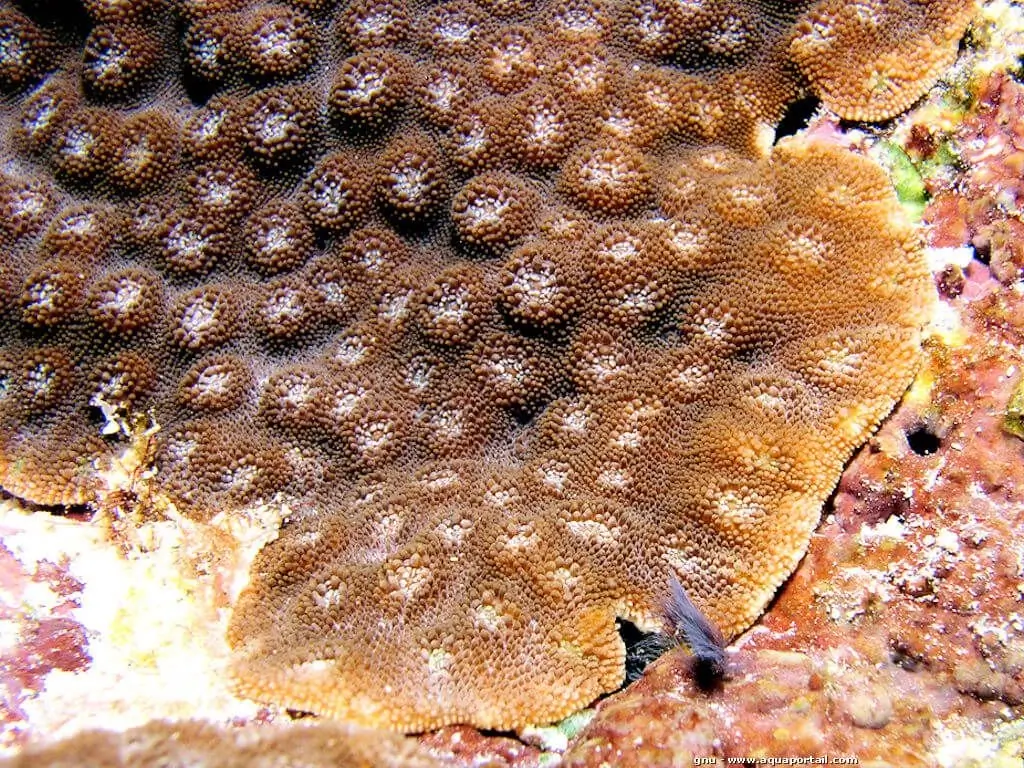 Echinopora lamellosa (corail épineux)