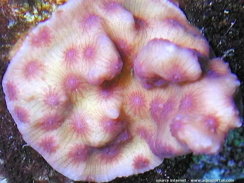 Echinopora mammiformis