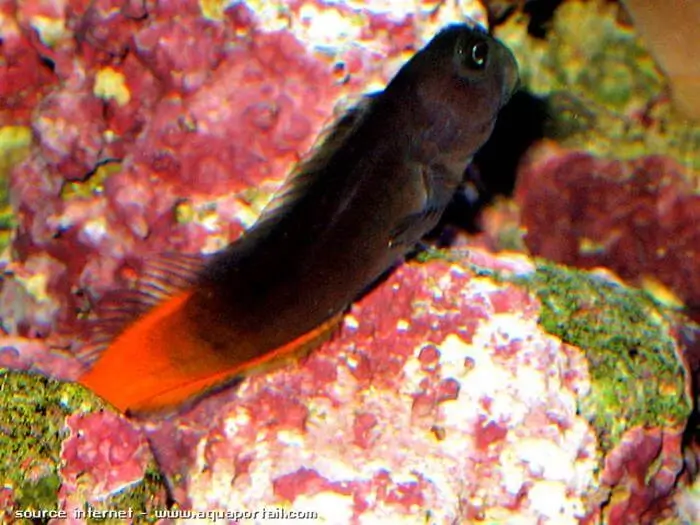 Ecsenius bicolor (blennie bicolore)