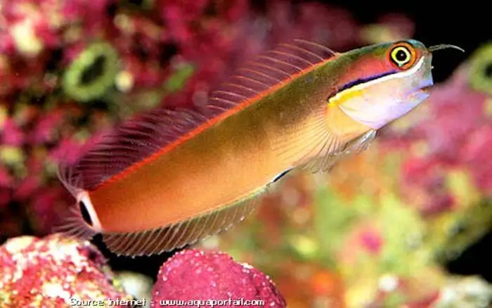 Ecsenius stigmatura (blennie à point caudal)