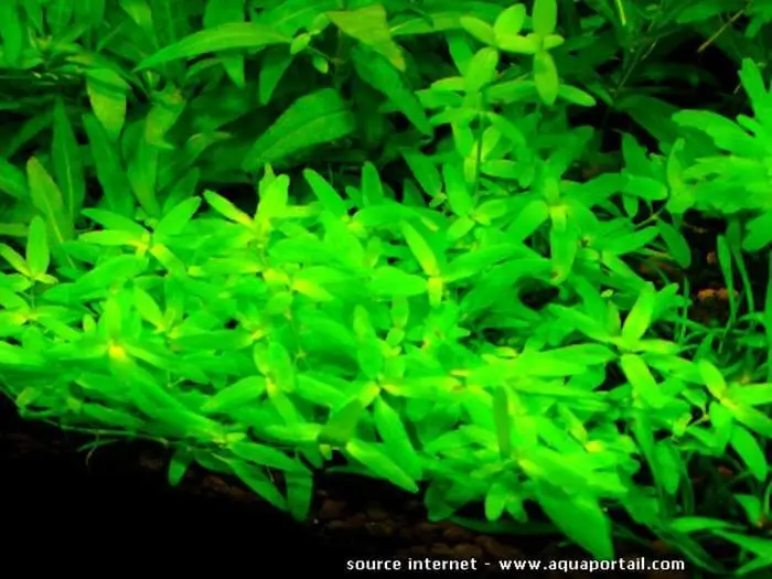 Elatine triandra (élatine à trois étamines)