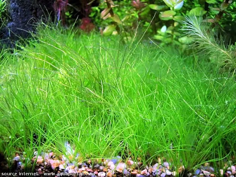 Eleocharis minima (petite éléocharis)