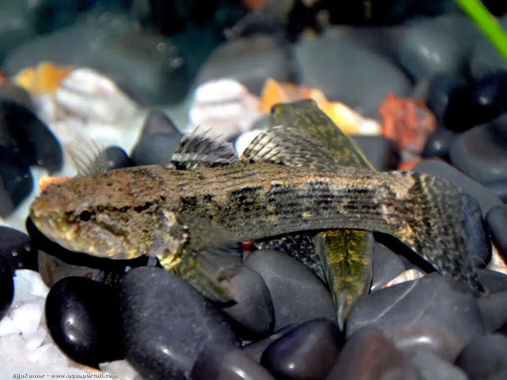 Eleotris fusca (cabot noir)