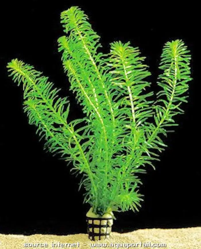 Elodea callitrichoides (élodée commune)