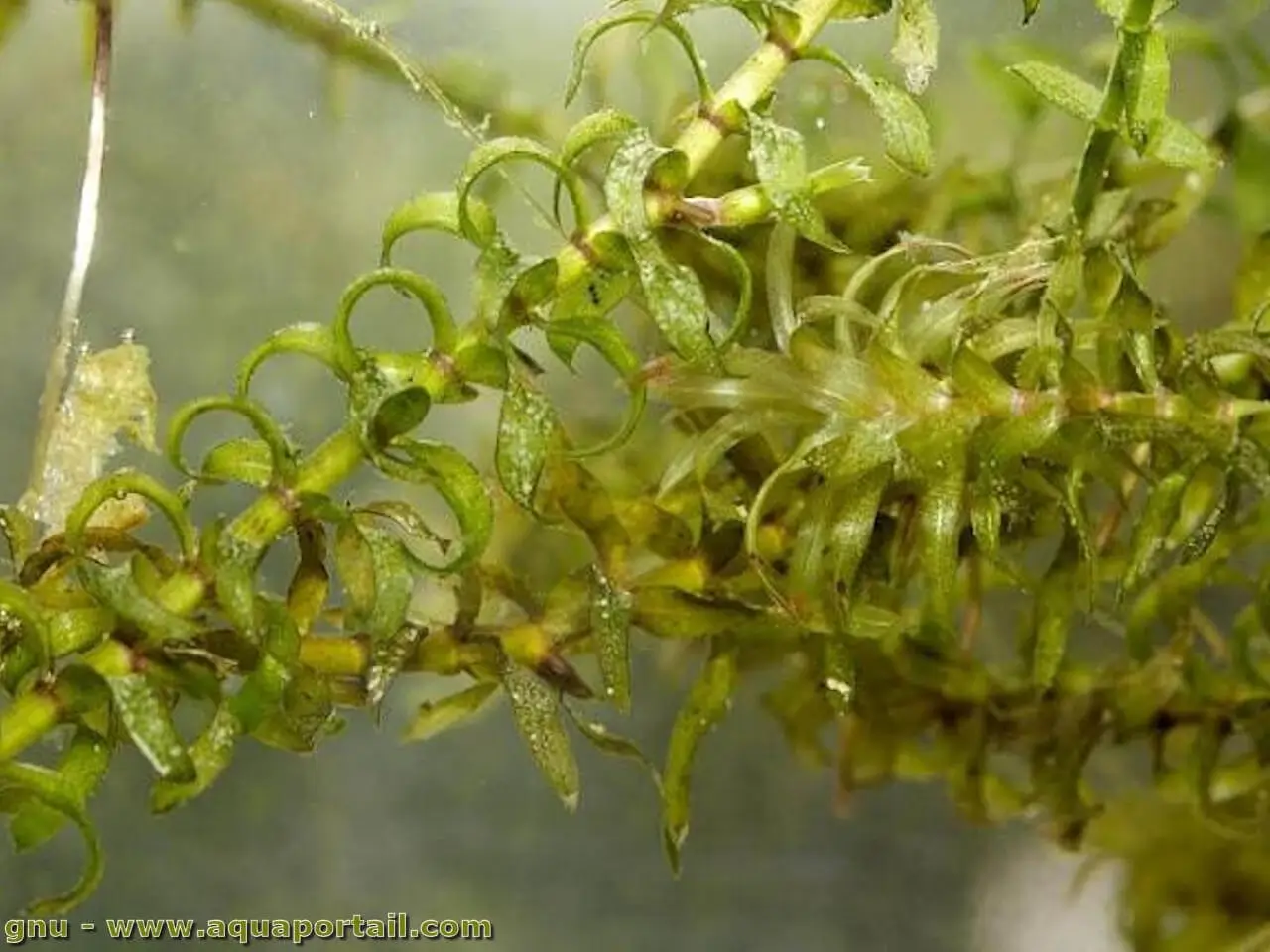 Elodea nuttallii (élodée de Nuttall)