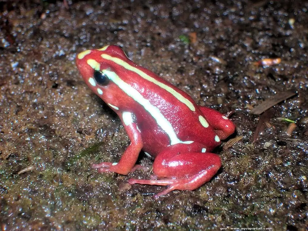 Epipedobates anthonyi (dendrobate d'Anthony)