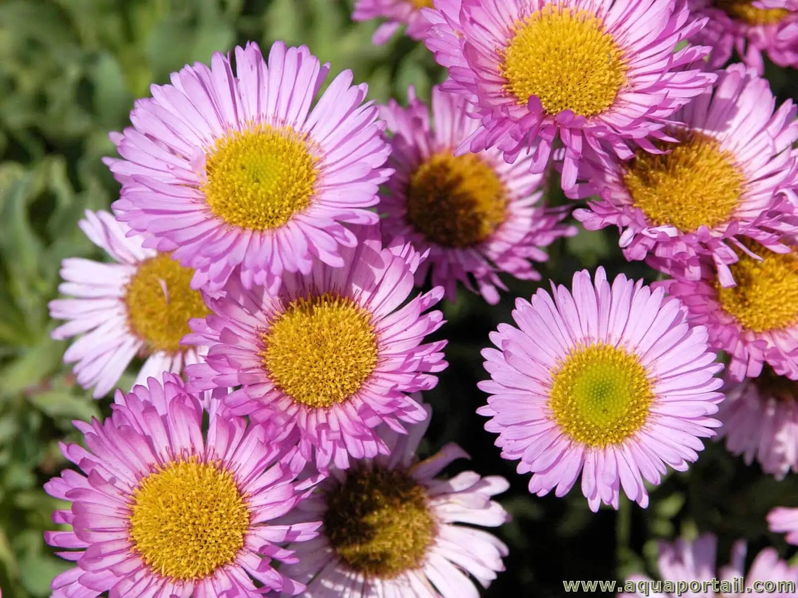 Erigeron glaucus (vergerette glauque)