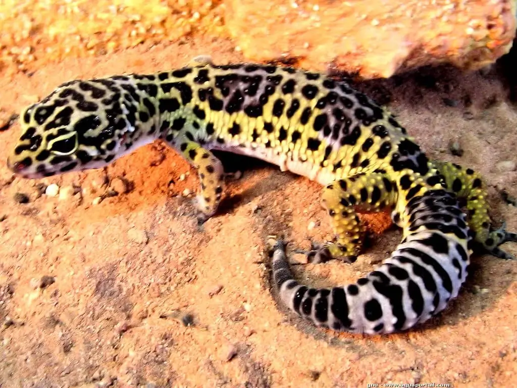 Eublepharis macularius (gecko léopard)