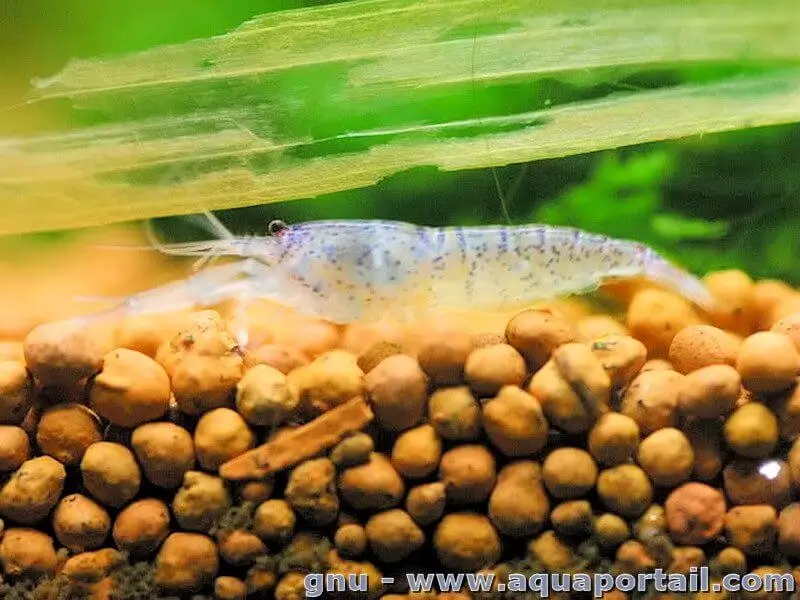 Euryrhynchus amazoniensis (crevette du Pérou)