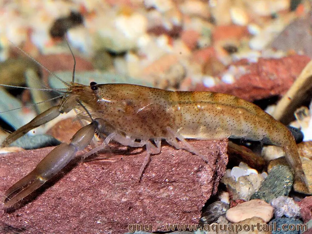 Euryrhynchus amazoniensis (crevette du Pérou)