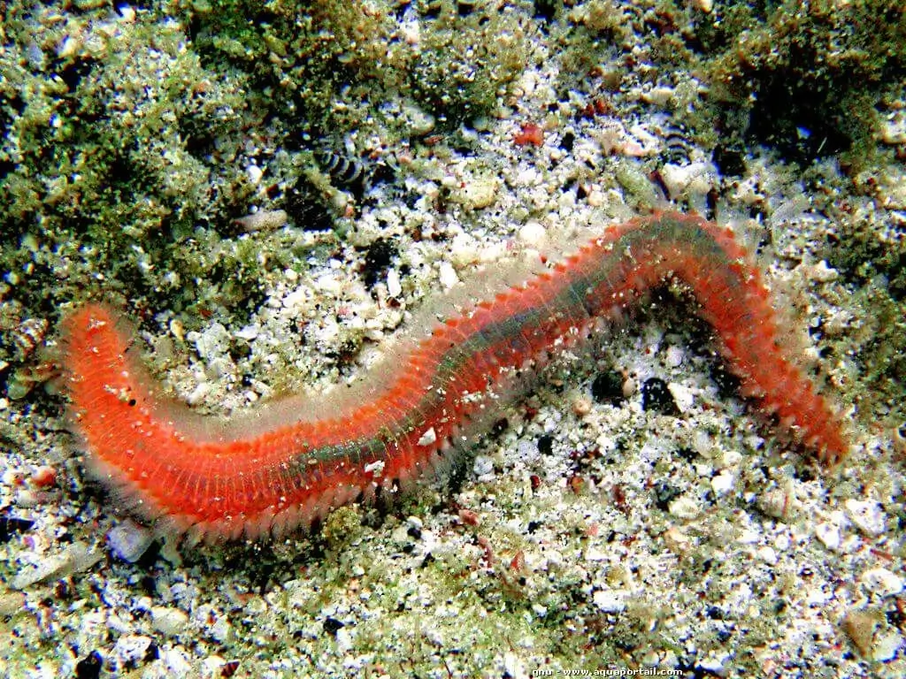 Eurythoe complanata (ver de feu)