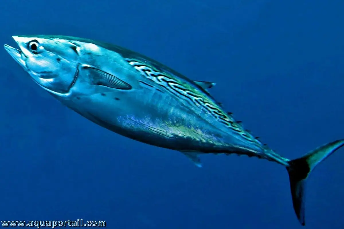 Euthynnus alletteratus (thonine commune)