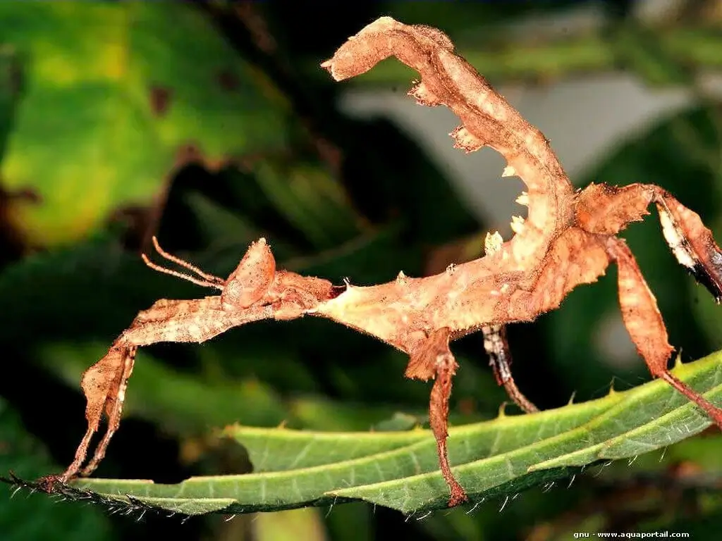 Extatosoma tiaratum (phasme épineux à tiare)