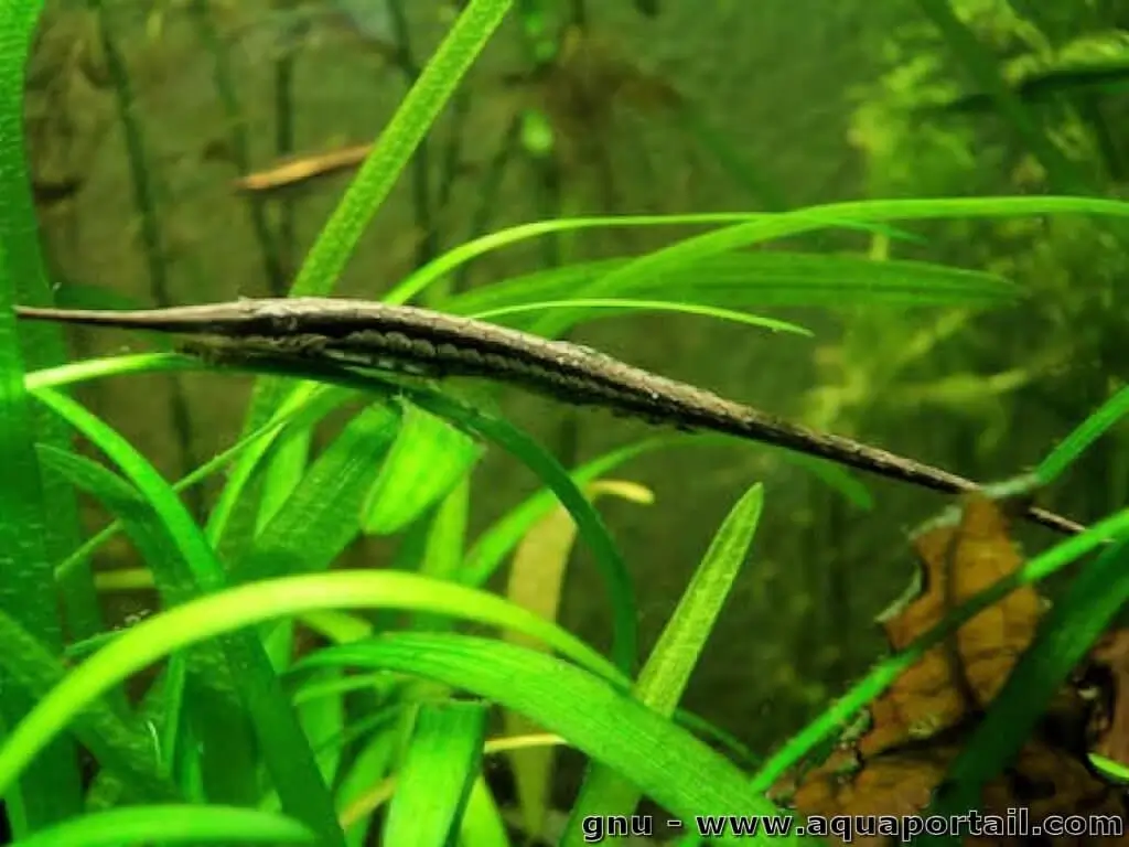 Farlowella vittata (silure brindille)