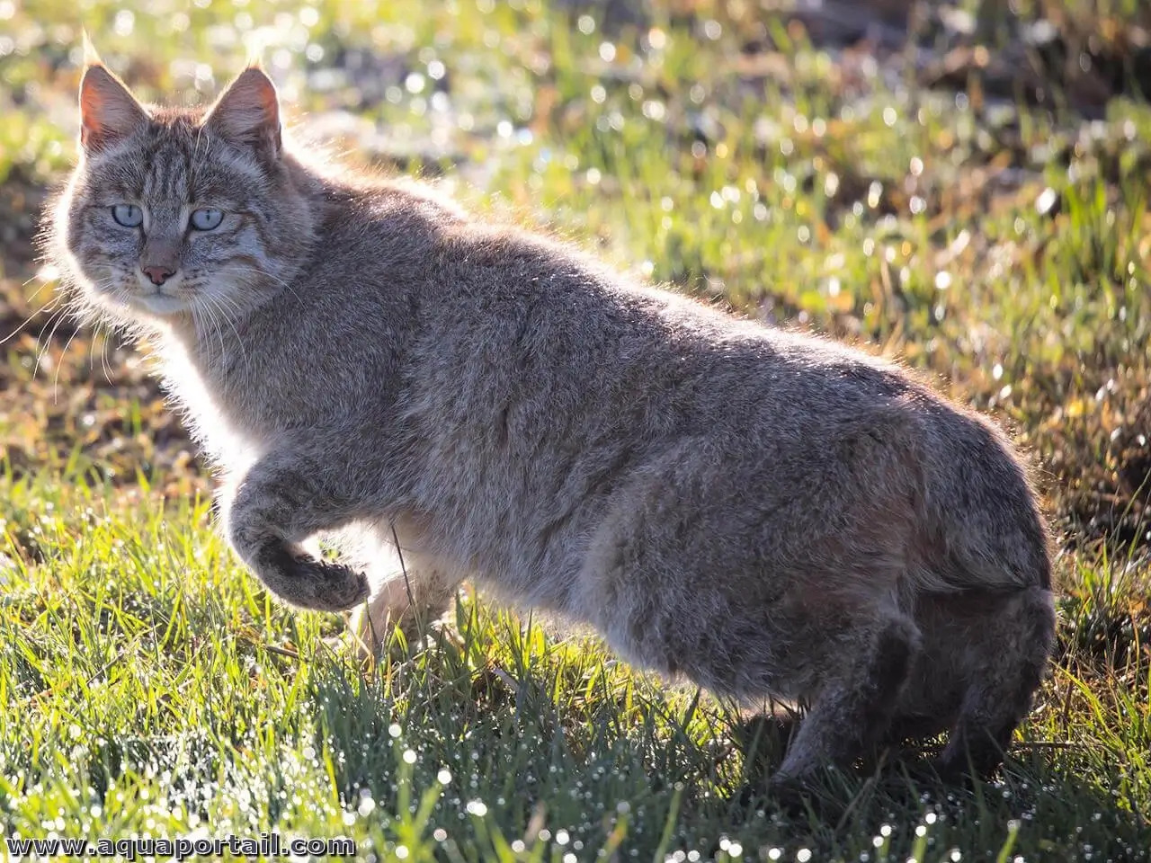 Felis bieti (chat de Biet)