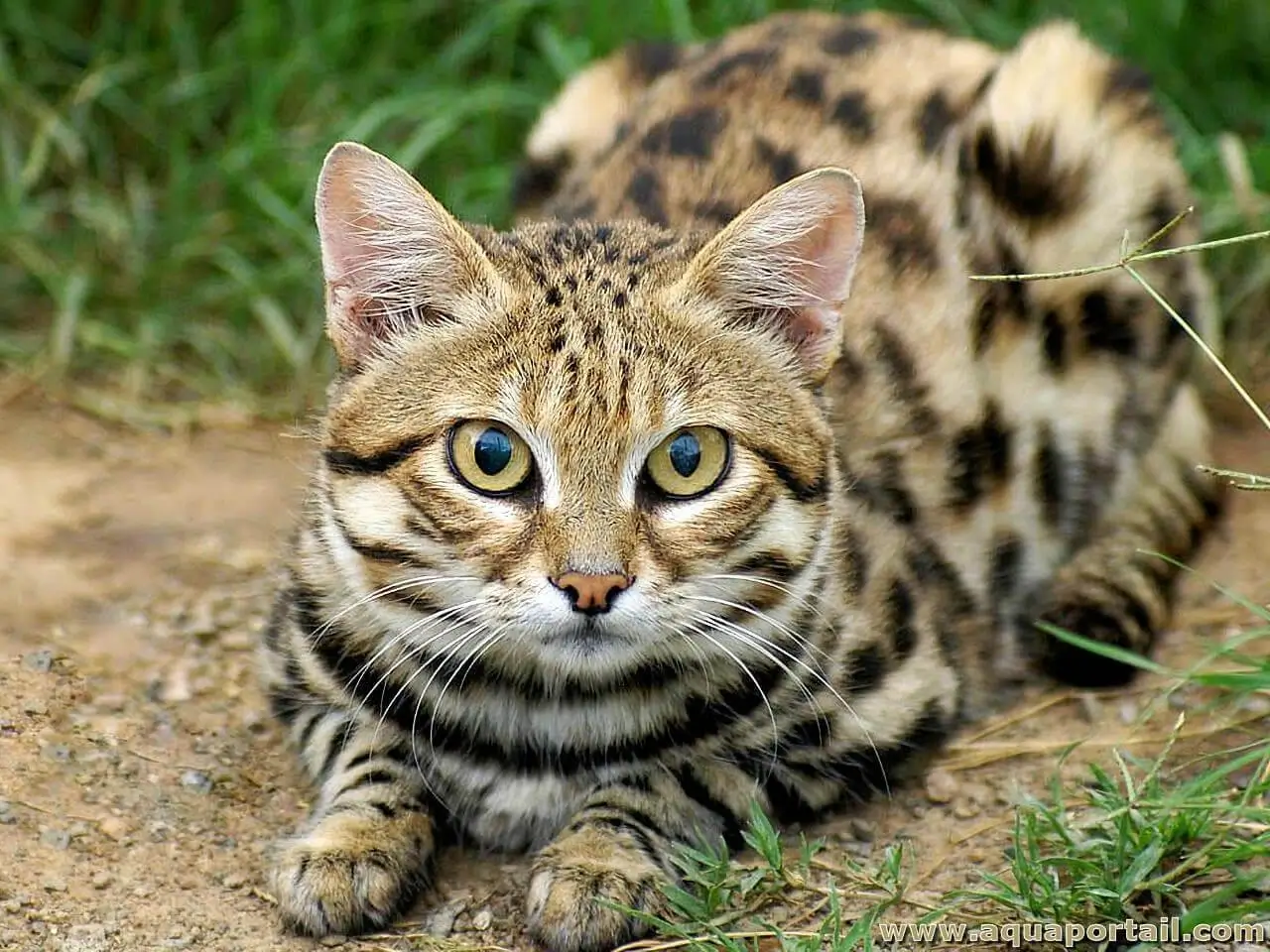 Felis nigripes (chat à pieds noirs)