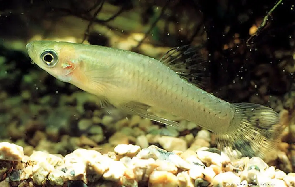 Gambusia holbrooki (poisson-moustique de l'Est)