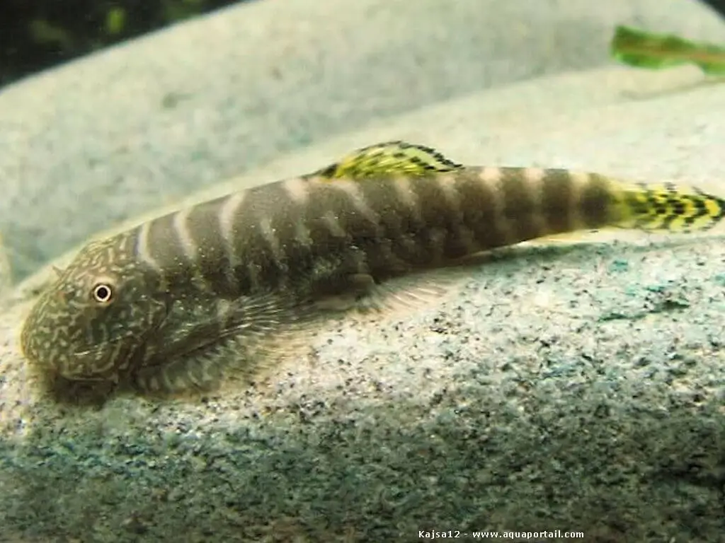 Gastromyzon scitulus (Loche charmante)
