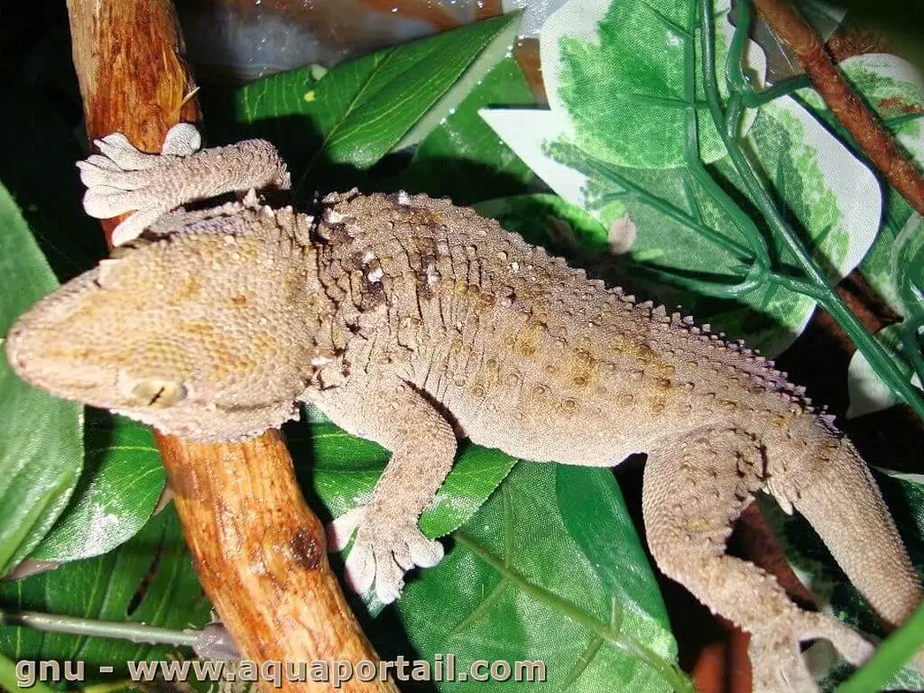 Gehyra marginata (gecko d'Halmahera)