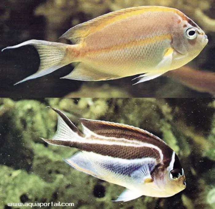 Genicanthus bellus (génicanthe élégant)