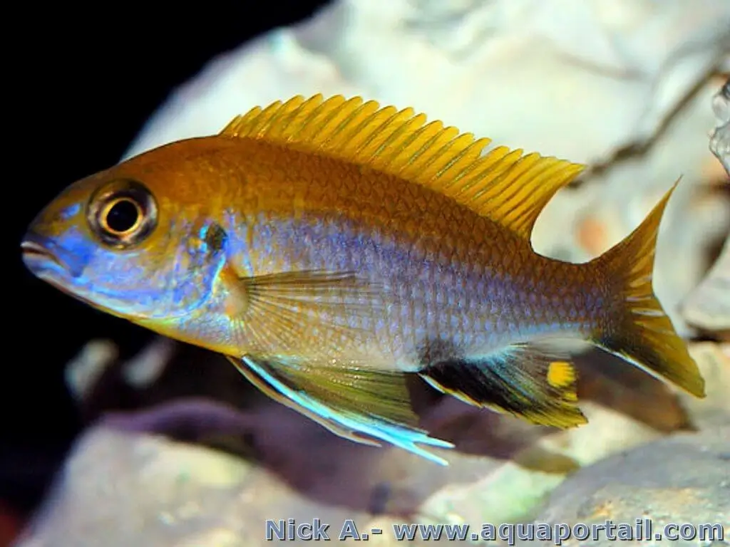 Gephyrochromis moorii