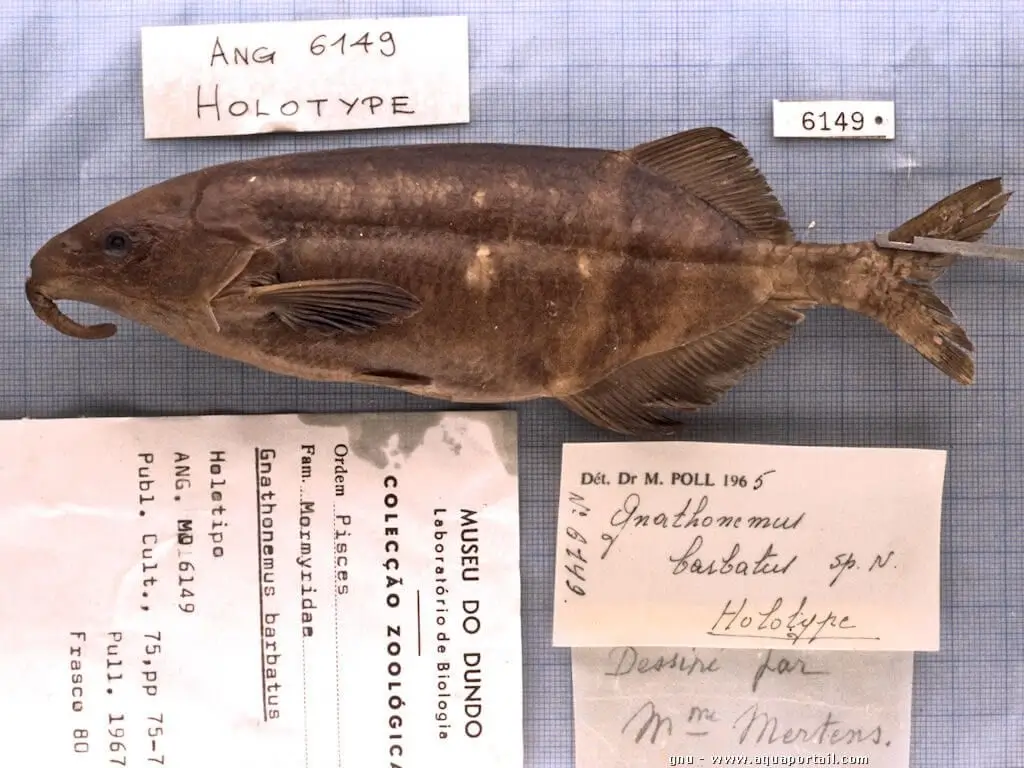 Gnathonemus petersii (poisson-éléphant à long nez)