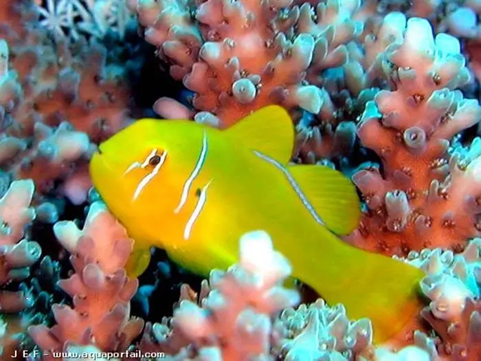 Gobiodon citrinus (gobie corail citron)