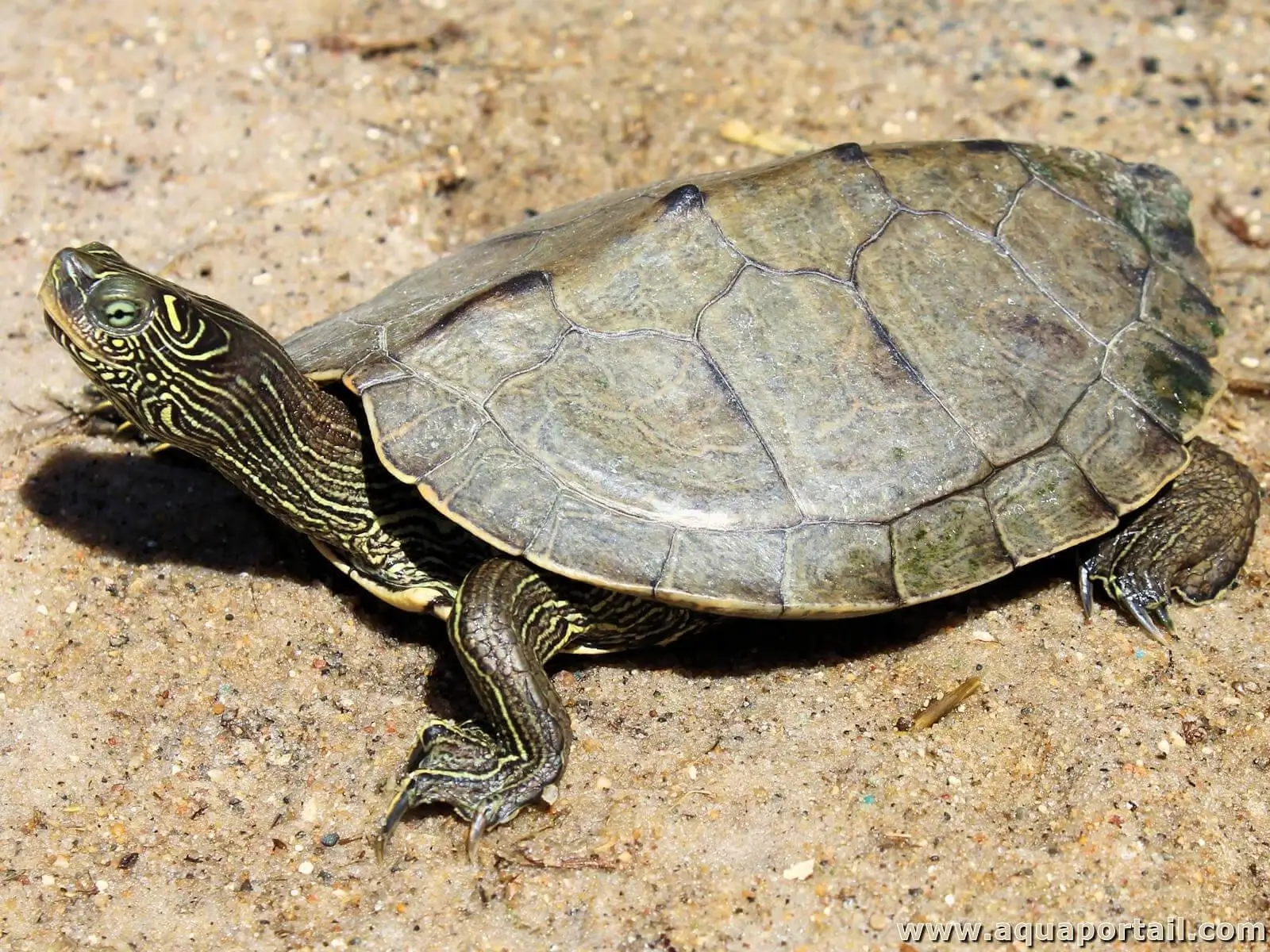 Graptemys pseudogeographica (fausse tortue géographique)