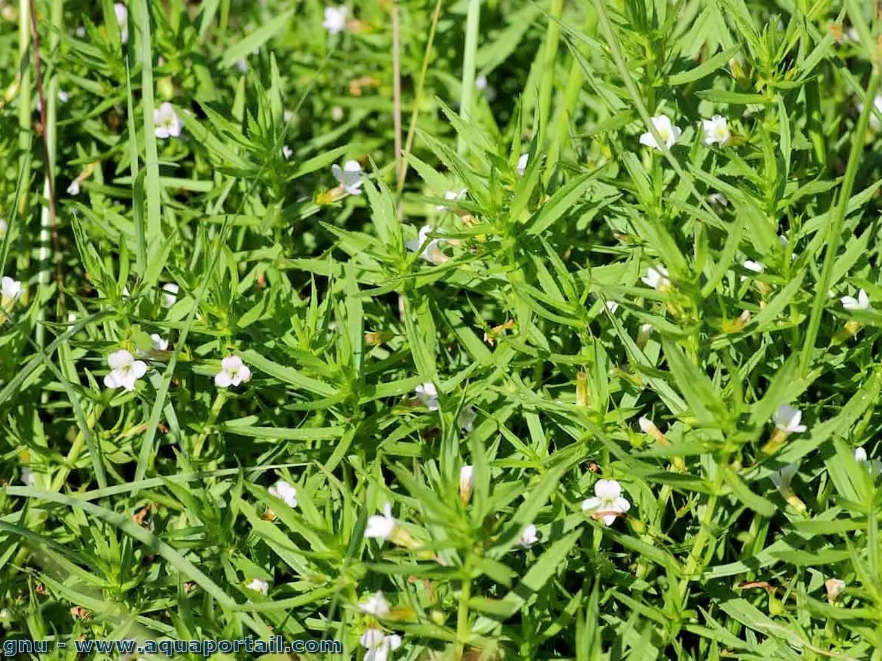 Gratiola officinalis : gratiole officinale