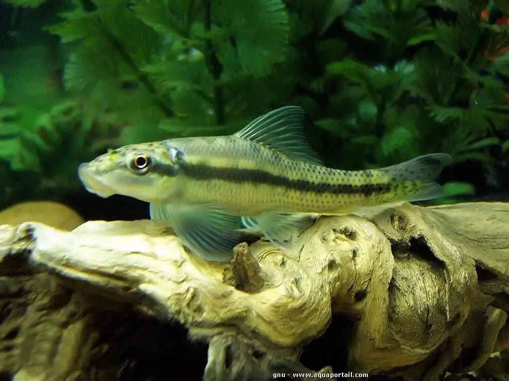 Gyrinocheilus aymonieri (gyrino)