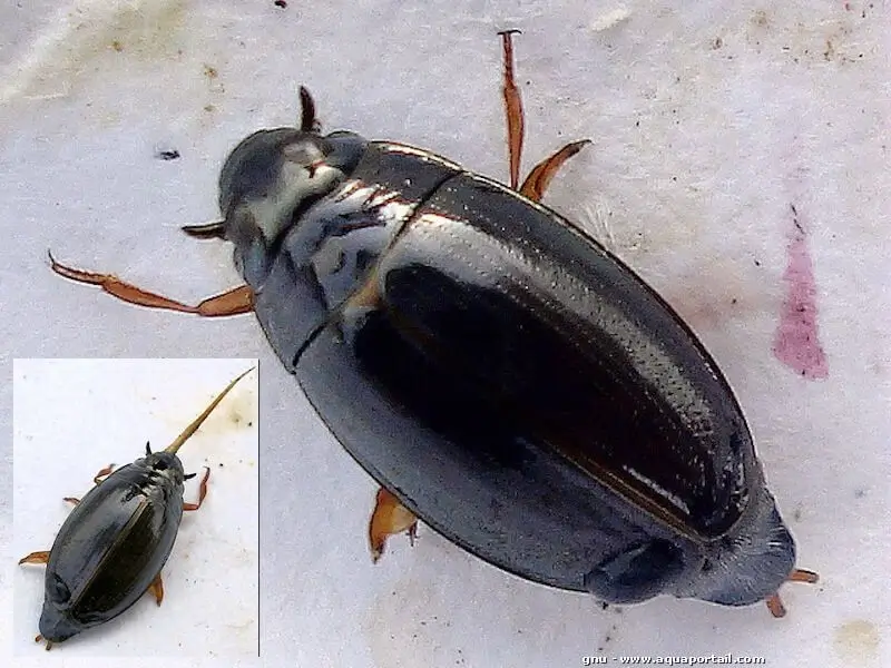 Gyrinus natator (gyrin nageur)