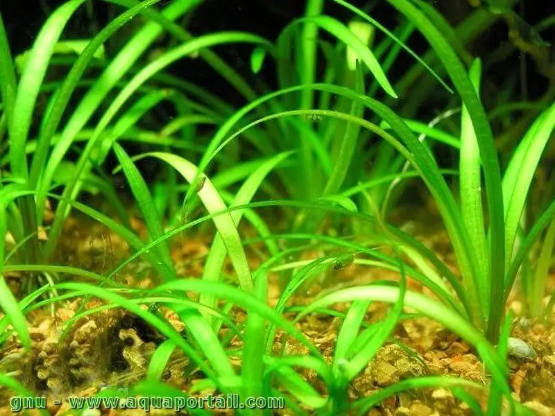 Helanthium bolivianum (échinodorus nain de Bolivie)