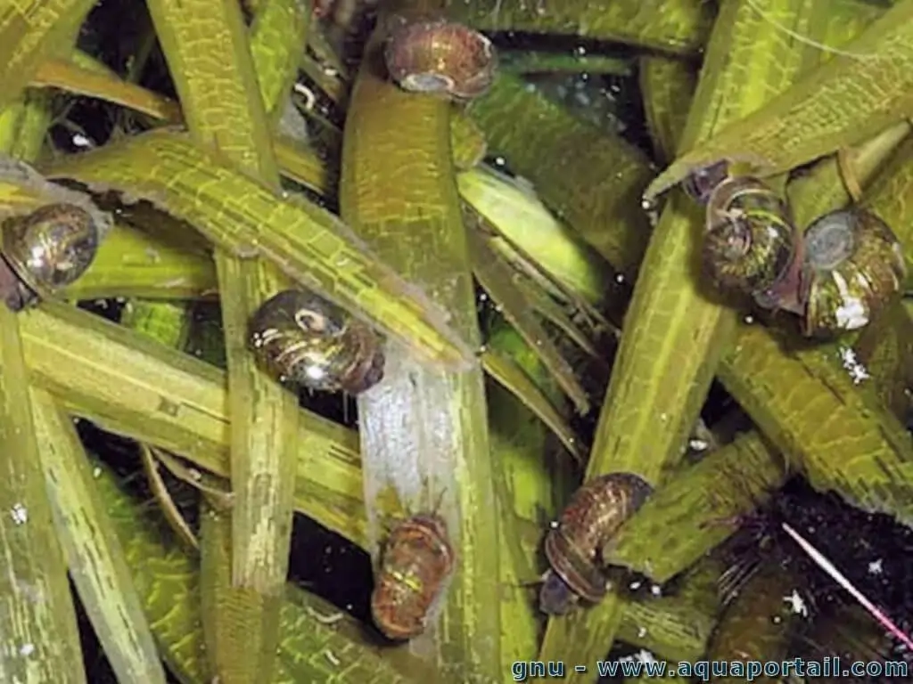 Helisoma duryi (planorbe de Floride)