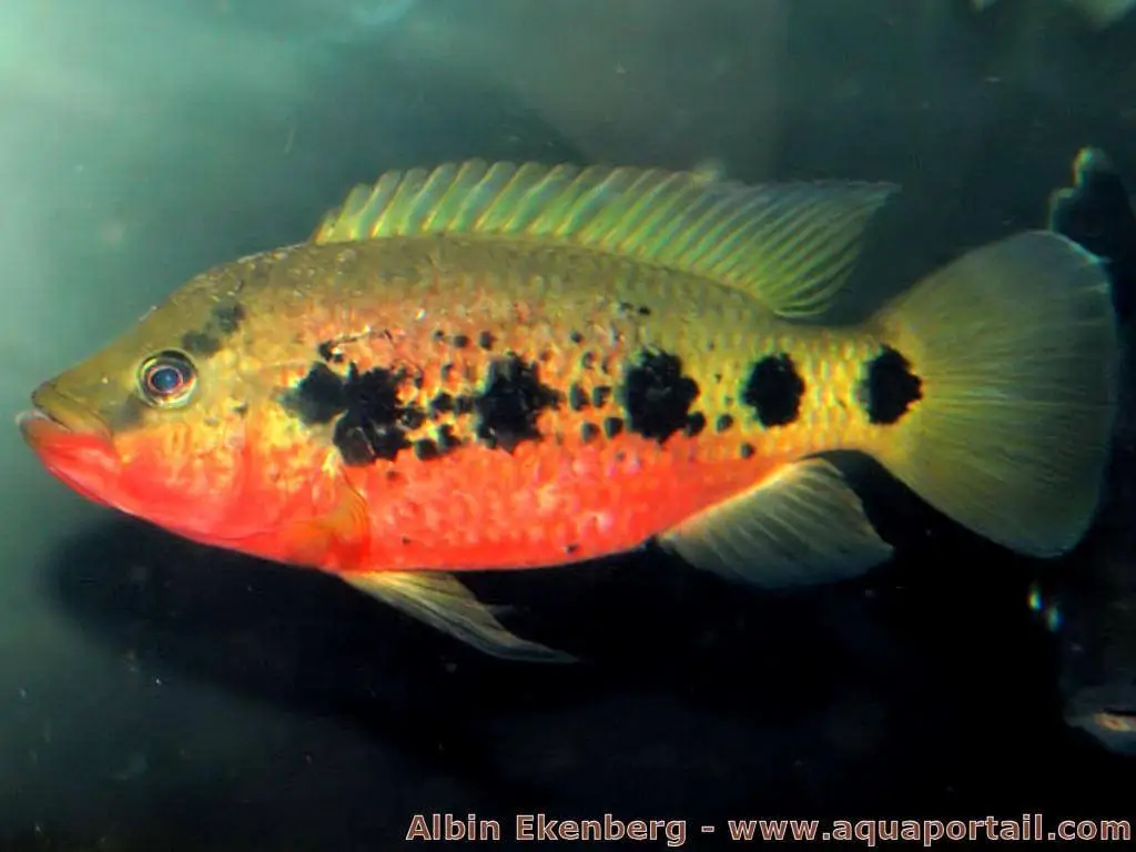 Hemichromis fasciatus (Hémichromis rayé, Perche Africaine) - AquaPortail