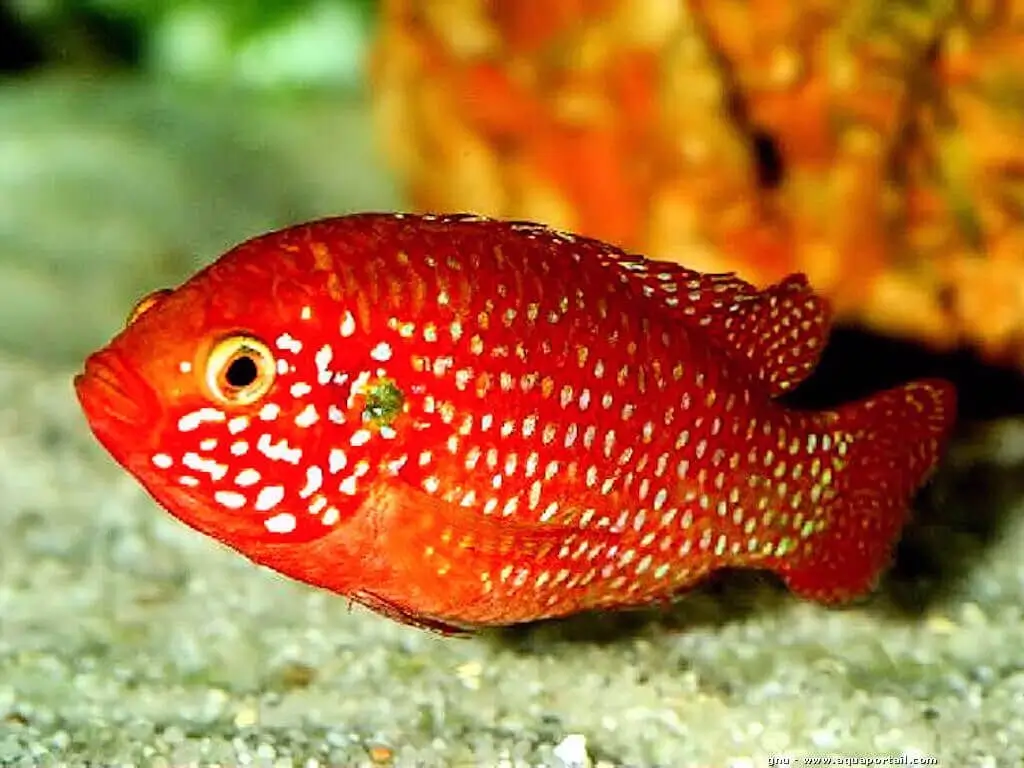 Hemichromis Lifalili