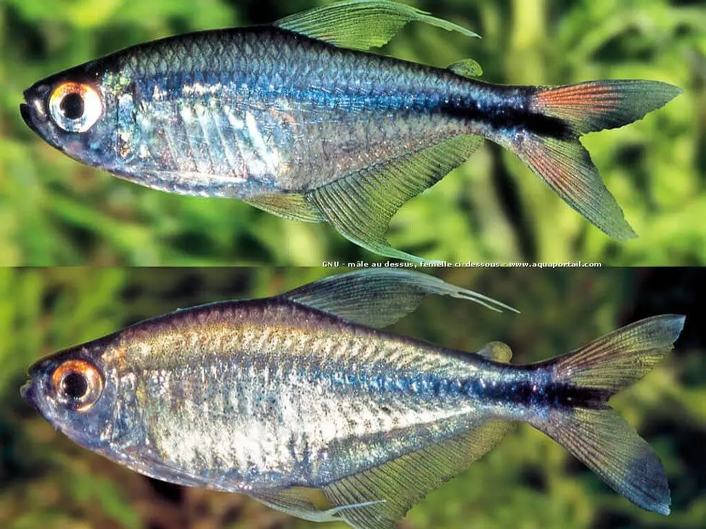 Hemigrammus filamentosus