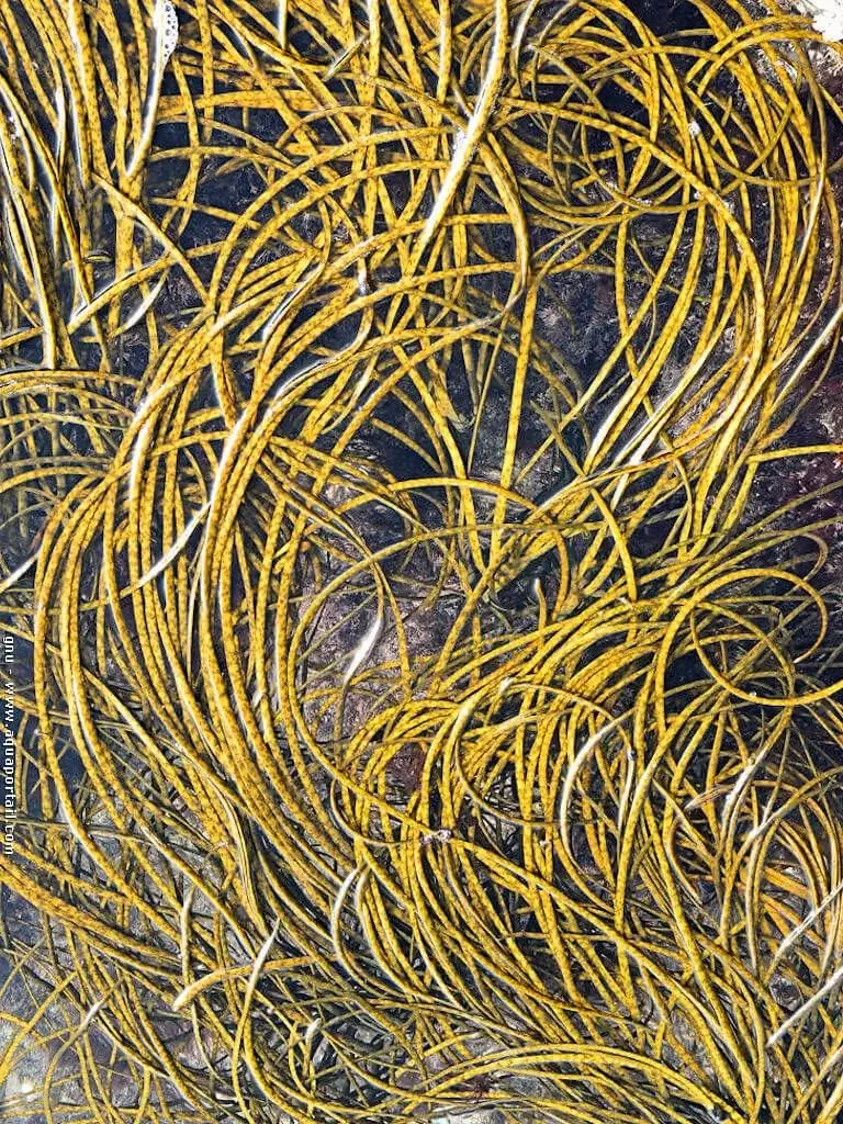 Himanthalia elongata (spaghetti de mer)