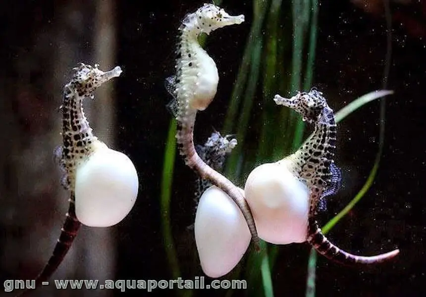 Hippocampus abdominalis (hippocampe à gros ventre)