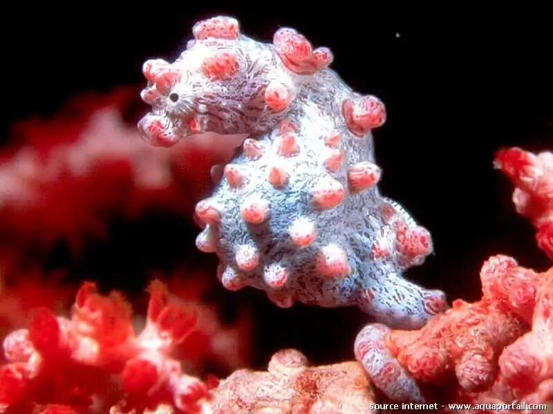 Hippocampus bargibanti (hippocampe pygmée)