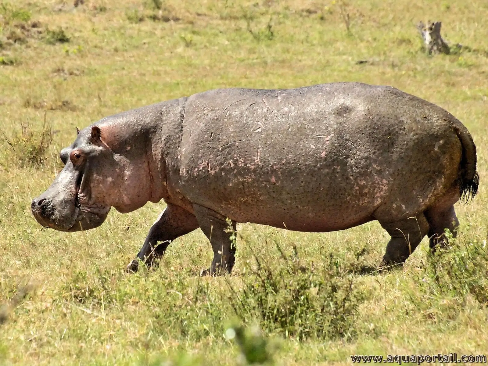 Hippopotamus amphibius (hippopotame)