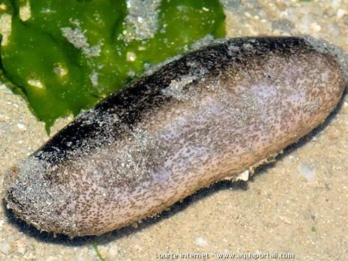 Holothuria nobilis (holothurie noireaude)
